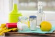How To Eliminate Fleas In Your Home? - Pest Control Singapore