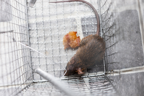 Pest Control In Warehouses And Storage Facilities Pest Control Singapore